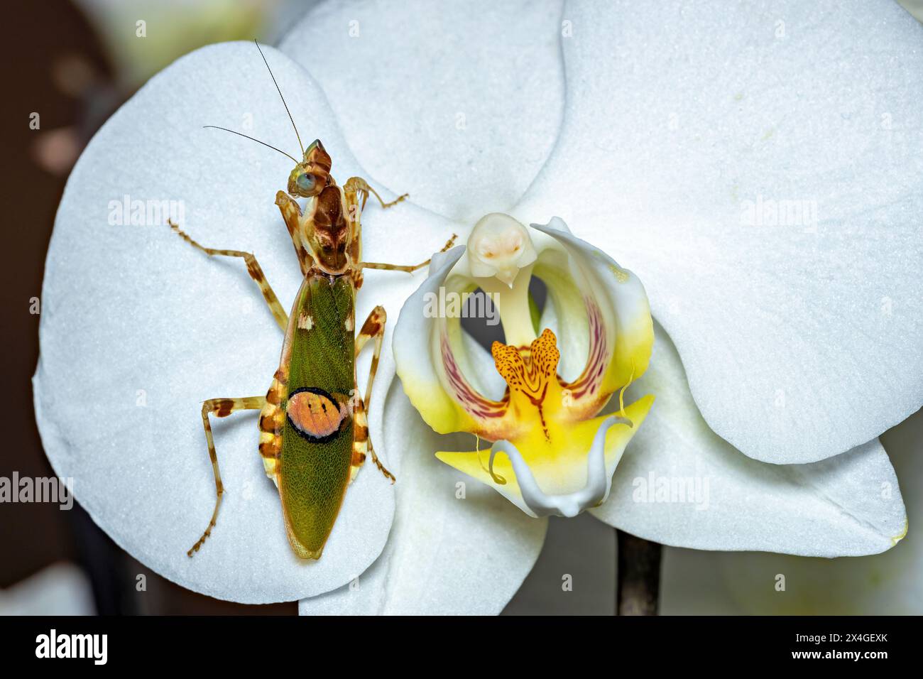 A praying asian flower mantis Stock Photo - Alamy