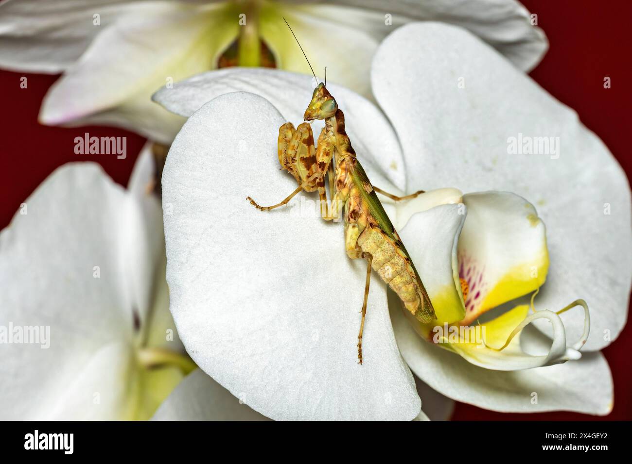 A praying asian flower mantis Stock Photo - Alamy