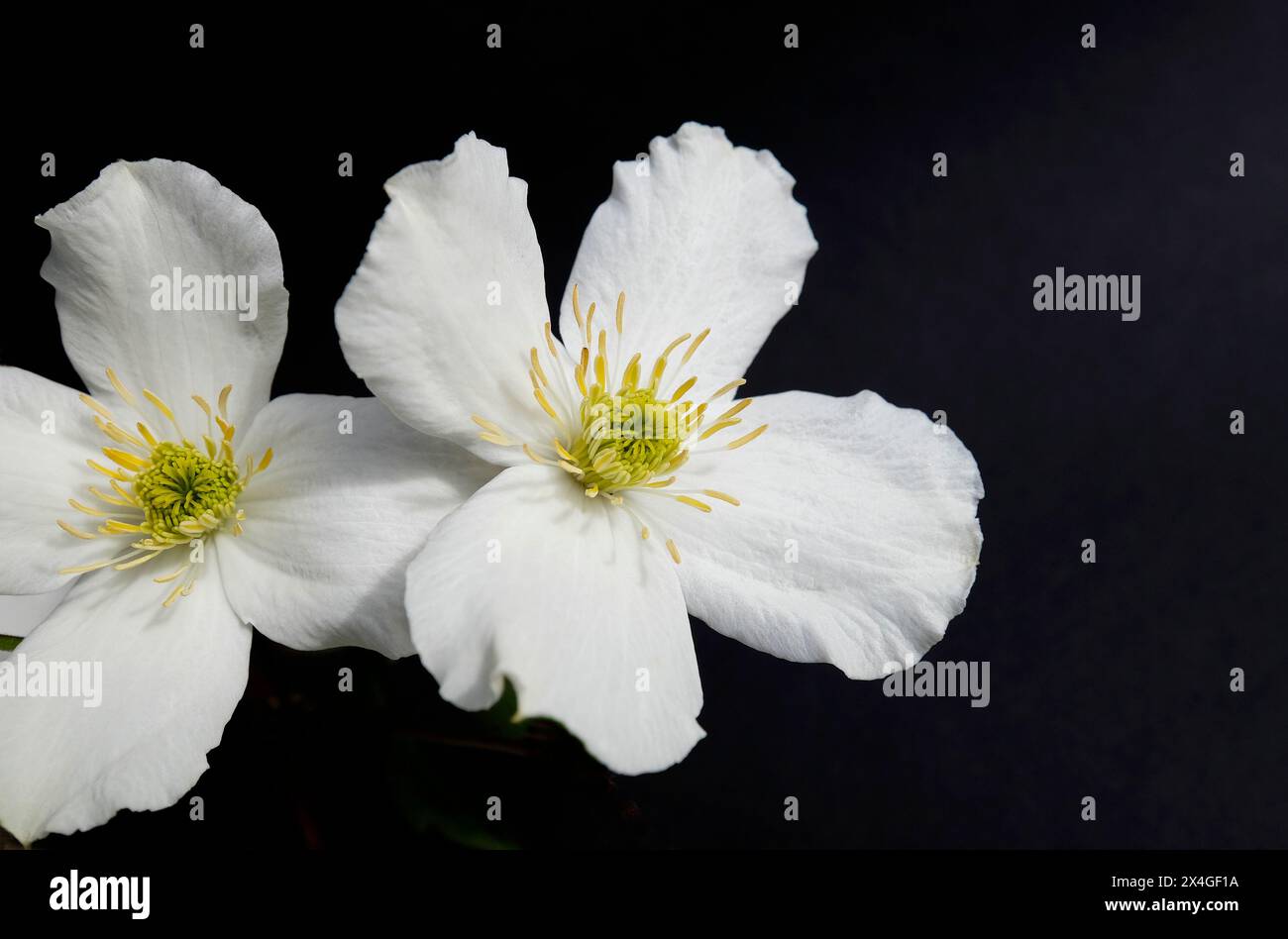 white clematis prosperity flowers in an english garden, norfolk ...
