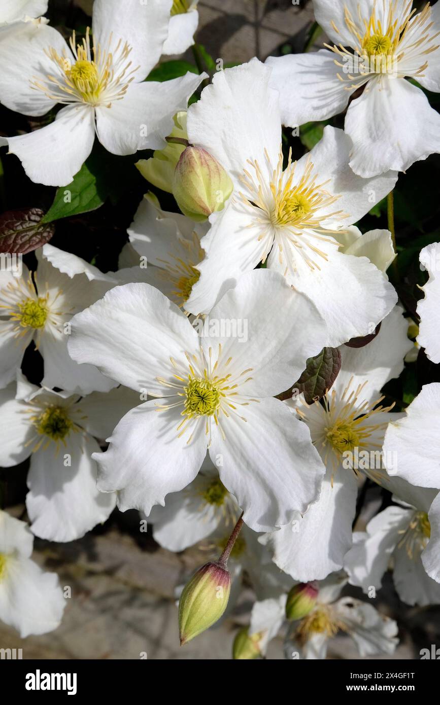 white clematis prosperity flowers in an english garden, norfolk ...