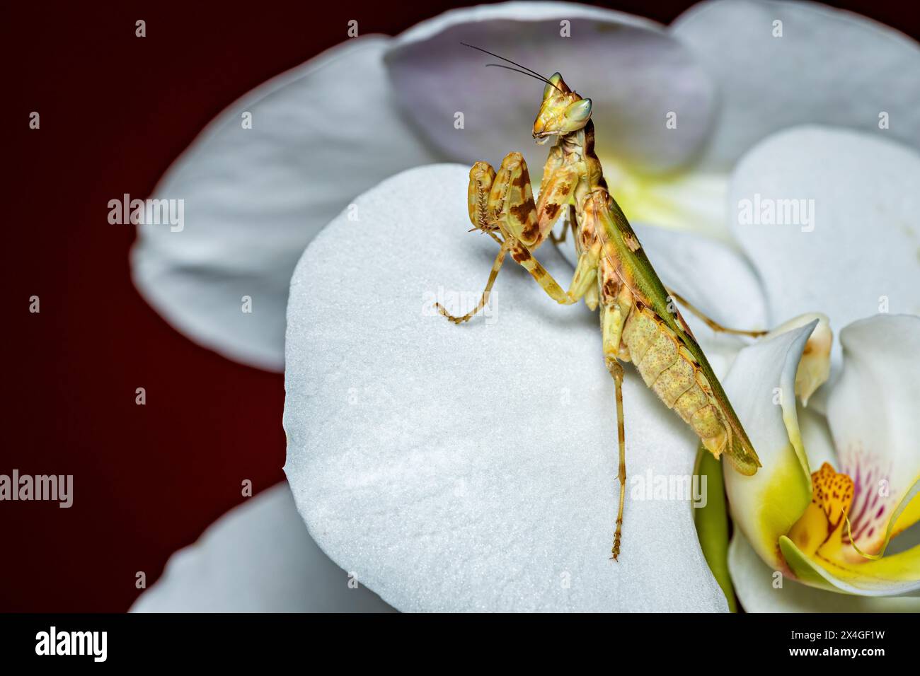 A praying asian flower mantis Stock Photo - Alamy