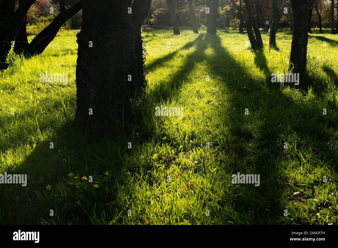 Shadows and rays of sunlight between trees with textured green grass in ...