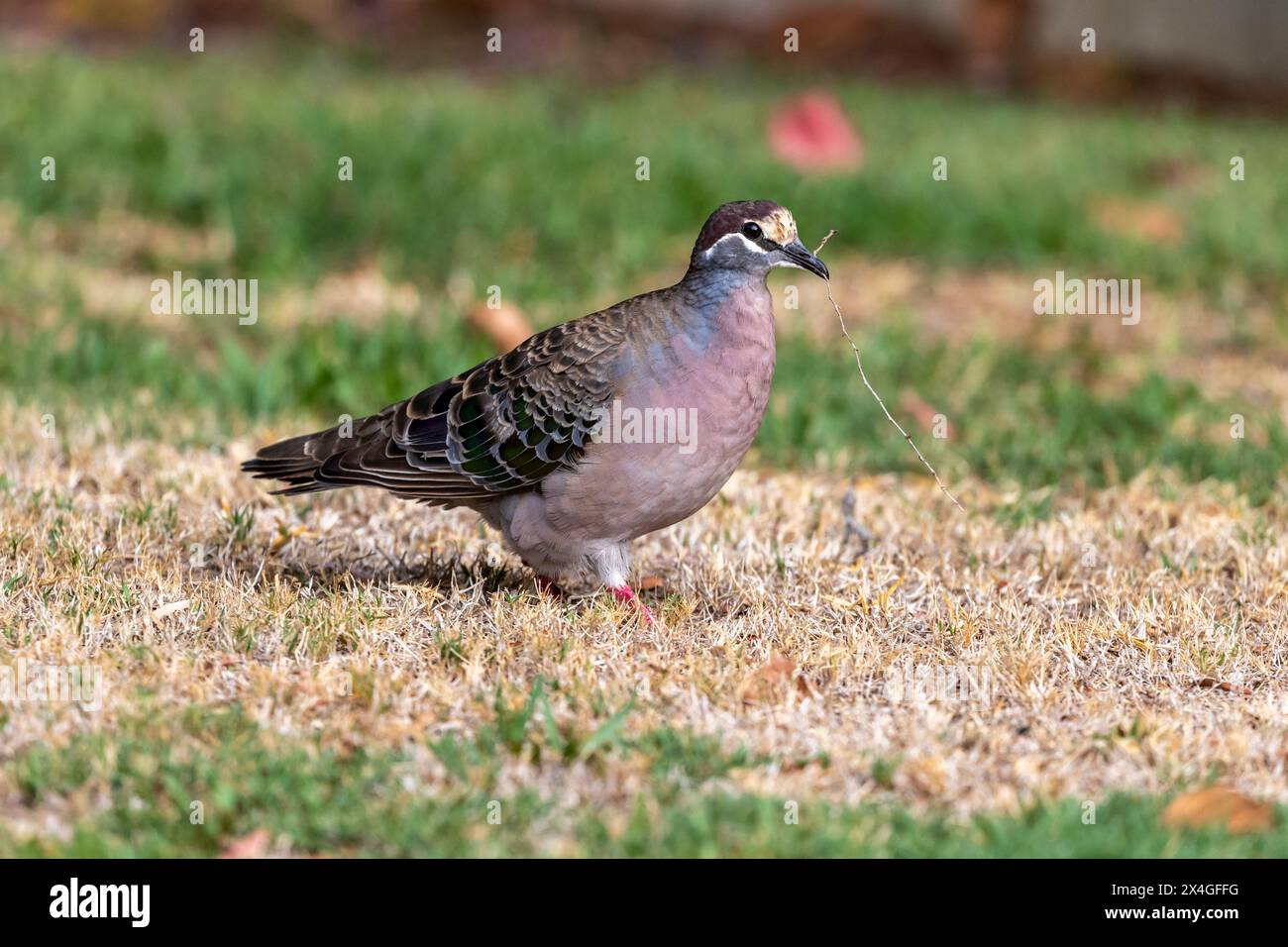 Common bronzewing (Phaps chalcoptera) collecting nesting material ...