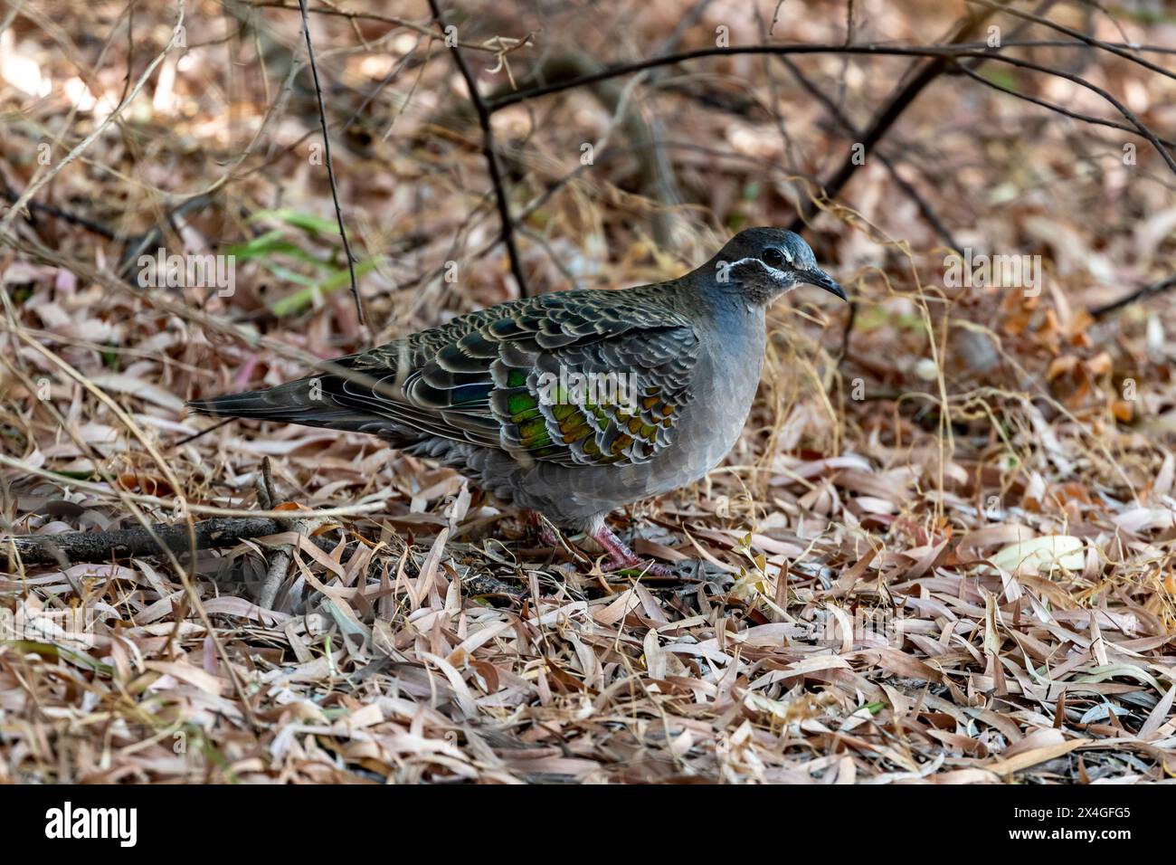 Common bronzewing (Phaps chalcoptera) Bickley, Perth Hills, Western Austrailia Stock Photo - Alamy