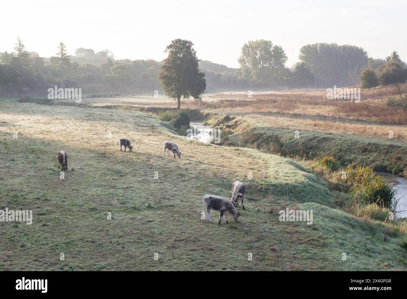 Cows grazing on a winter's morning at Cornbury Park, Charlbury in ...