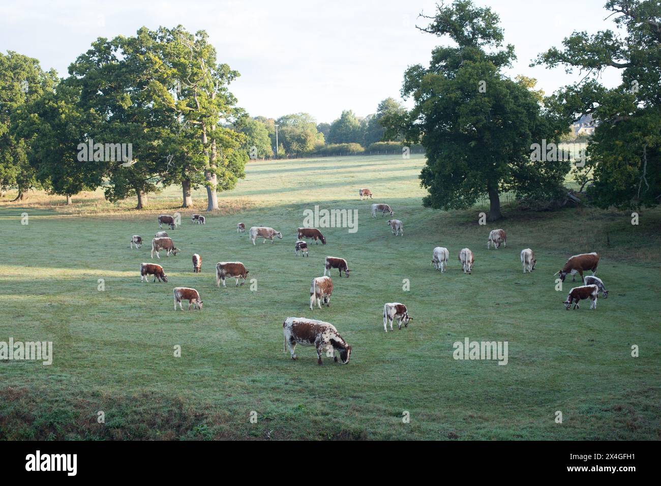 Cows grazing on a field at Cornbury Park, Charlbury in Oxfordshire in ...