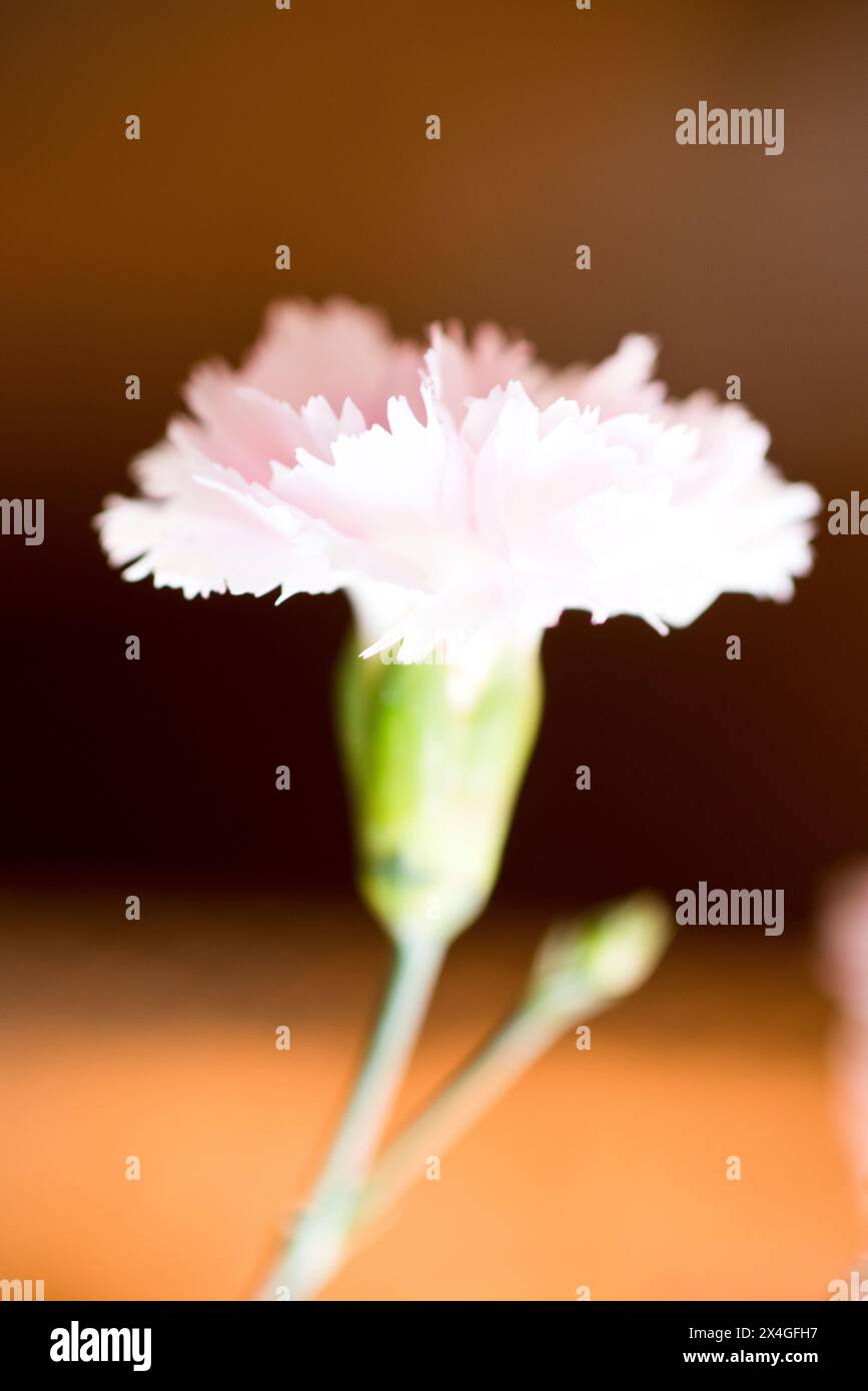 Rosarote farbe hi-res stock photography and images - Alamy