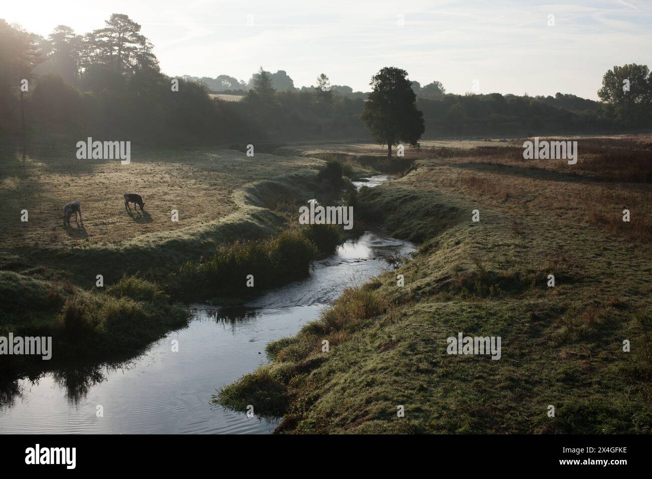 Cows grazing on a winter's morning at Cornbury Park, Charlbury in ...