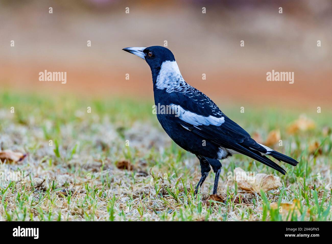 Australian magpie (Gymnorhina tibicen) taken at Bickley in the Perth ...