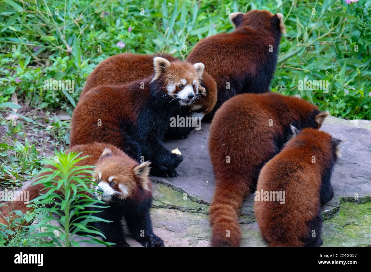 CHONGQING, CHINA - MAY 3, 2024 - Red pandas eat apples at Chongqing Zoo ...