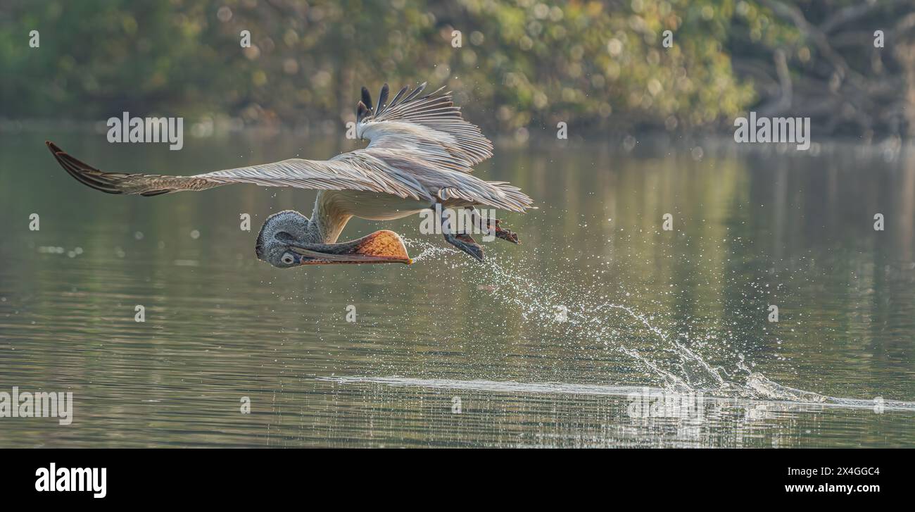 Aquatic fluid hi-res stock photography and images - Alamy