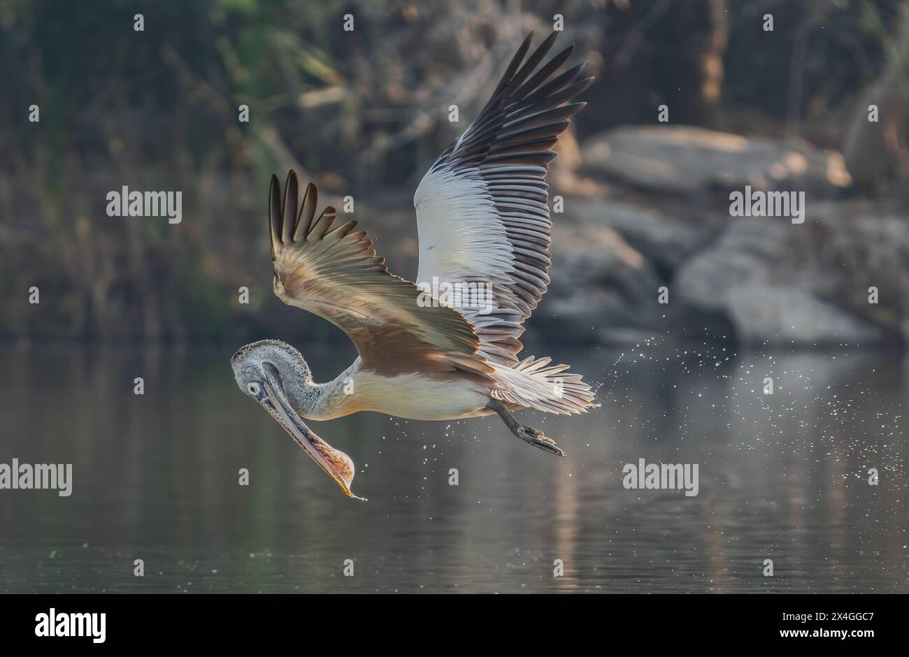 Ripple Dance: The Pelican's Artful Skim Stock Photo - Alamy