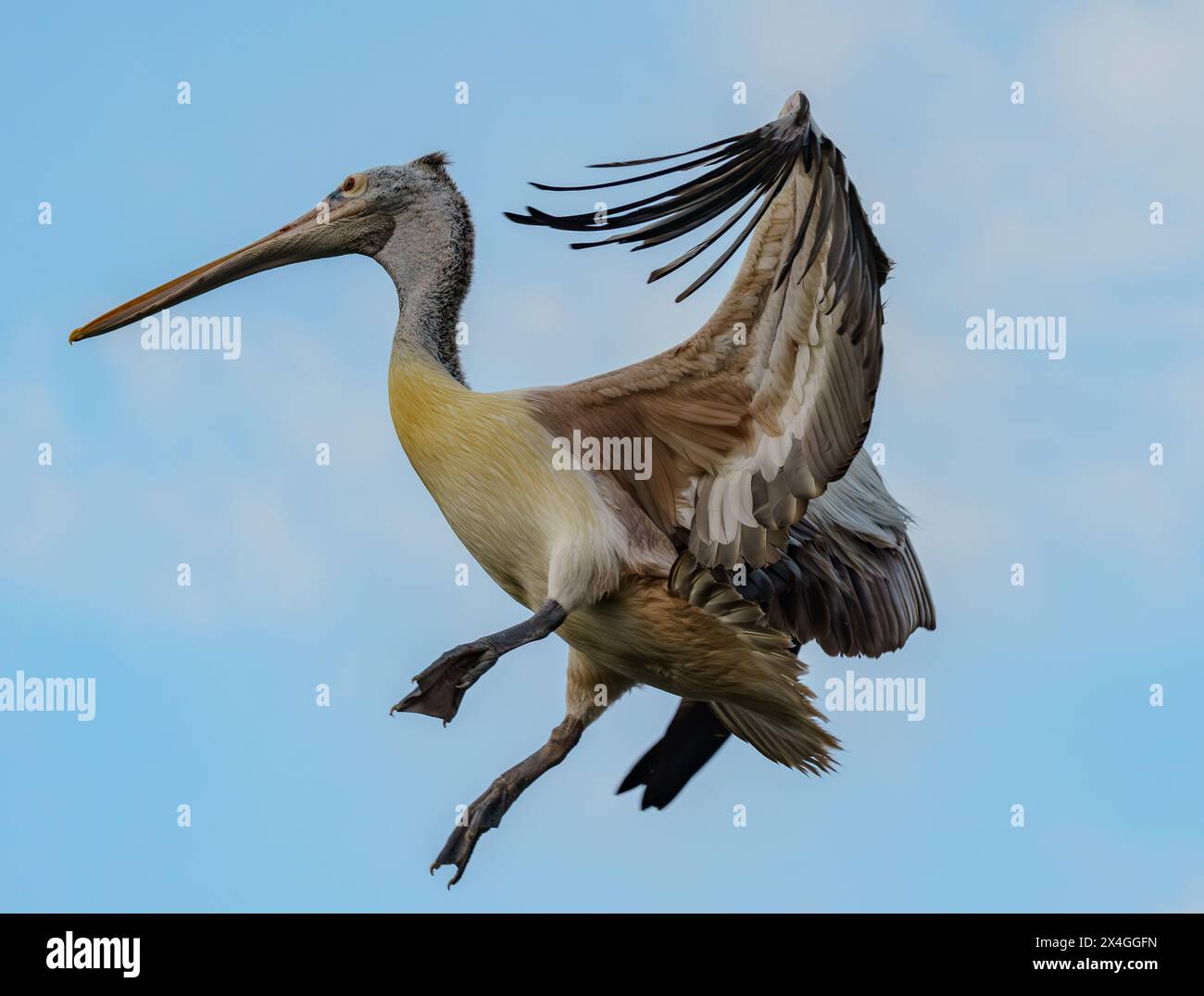 Embrace of Flight: Pelican's Wings Unfurled Stock Photo - Alamy