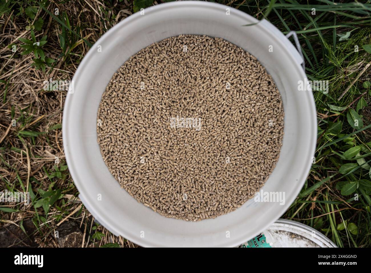 Pig in bucket hi-res stock photography and images - Alamy