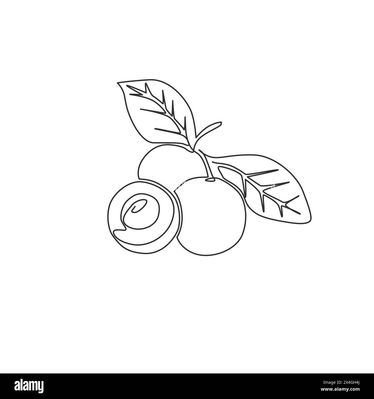 Single continuous line drawing of whole and cut healthy organic longan ...