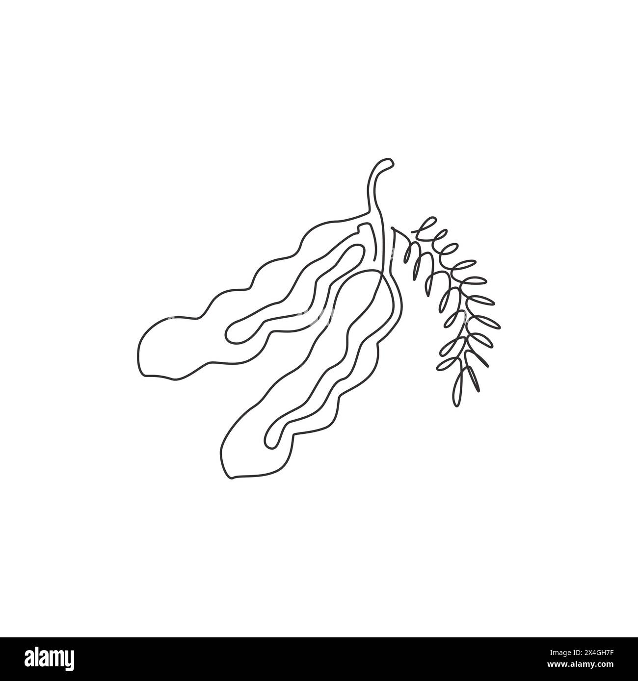Tamarind Line Drawing Tamarind Drawing: Over 980 Royalty Free