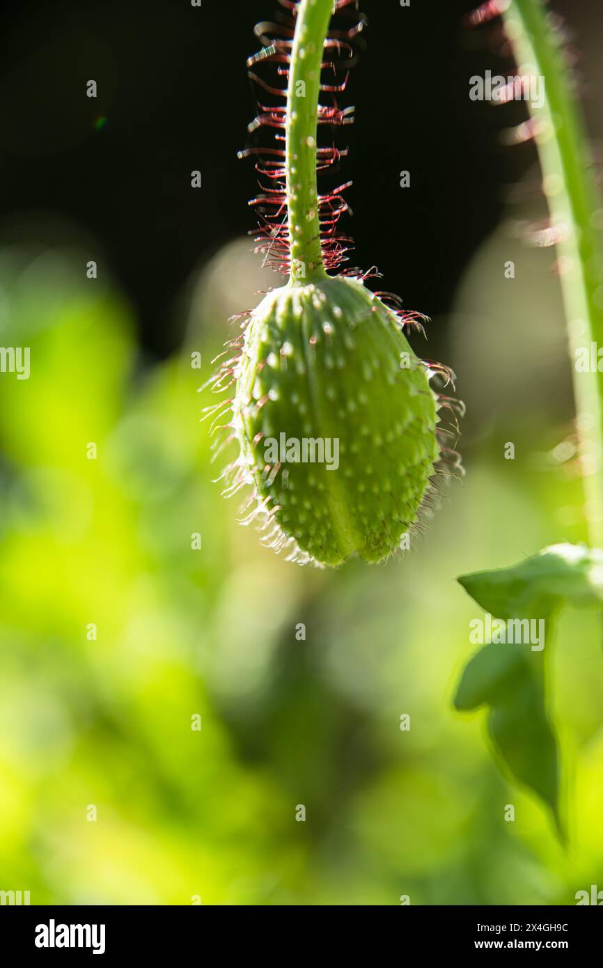 Red and pink poppy flowers in a flower field hi-res stock photography ...