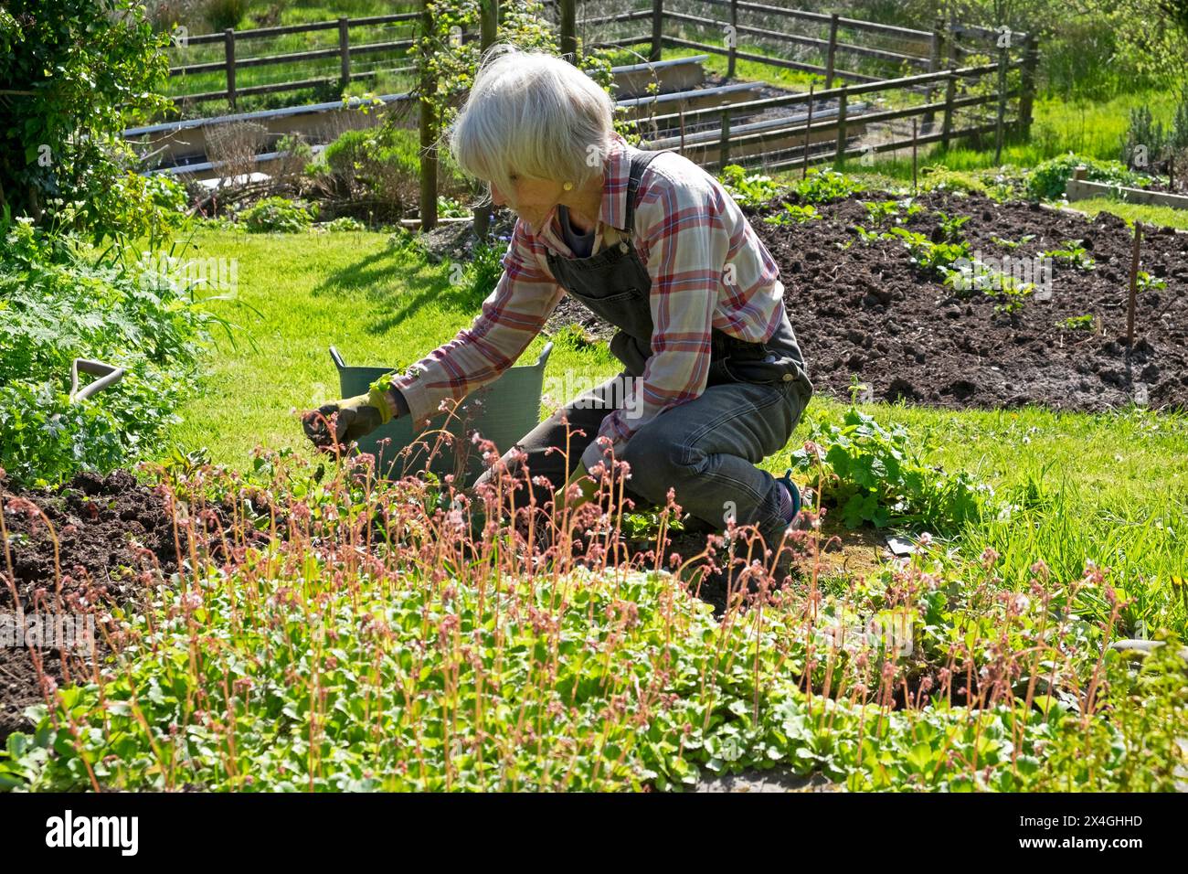 Older woman senior gardening working in April garden Carmarthenshire ...