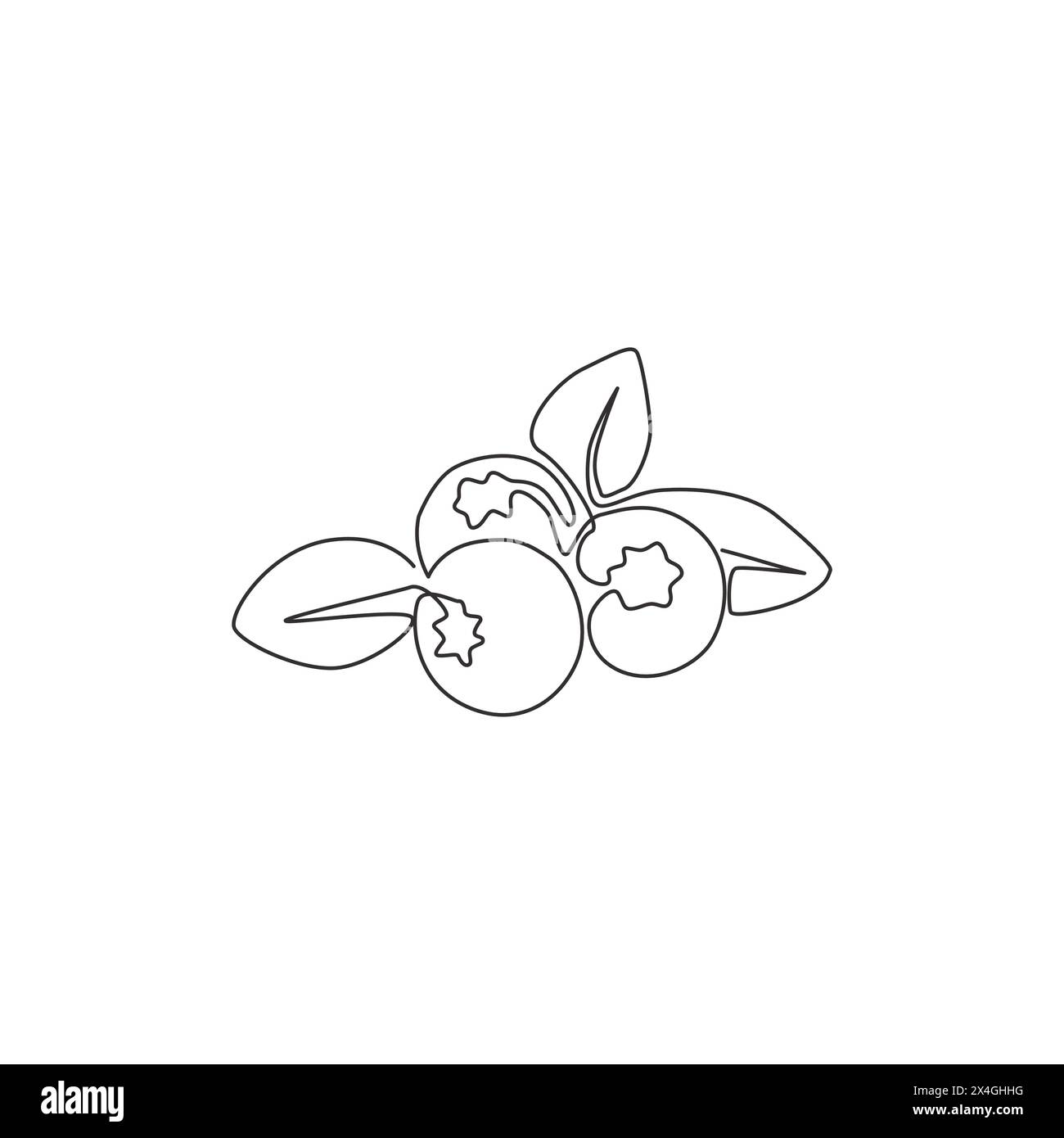 One single line drawing of whole healthy organic blueberries for ...
