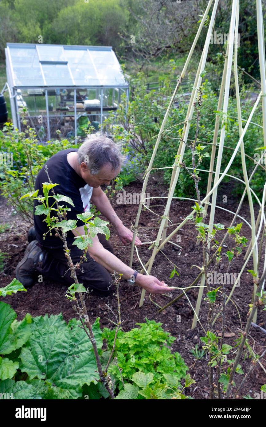 Older man in spring garden gardening making a willow support frame for ...