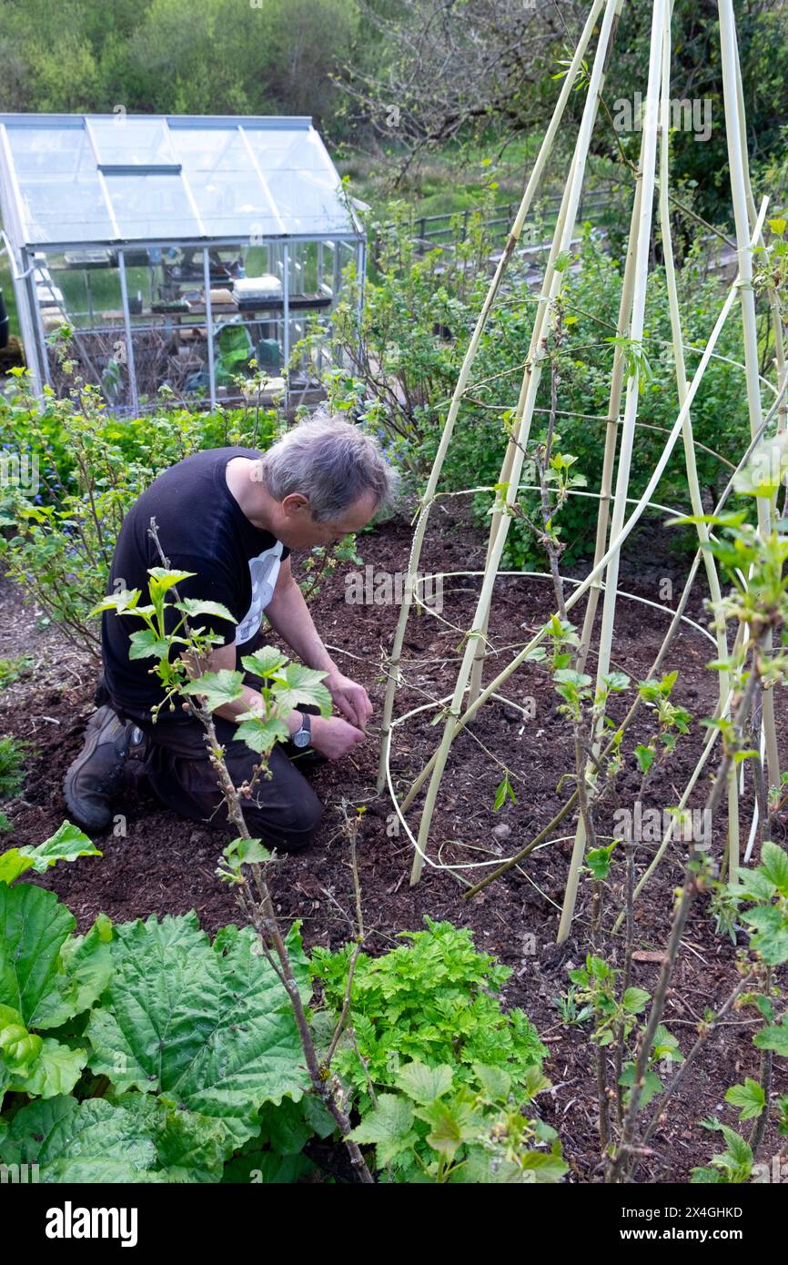 Older man in spring garden gardening making a willow support frame for ...