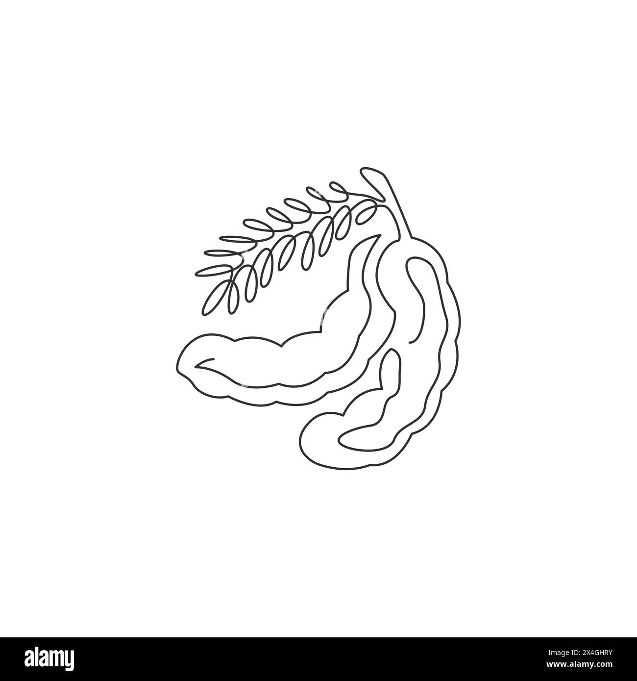 One continuous line drawing of whole healthy organic tamarind for ...