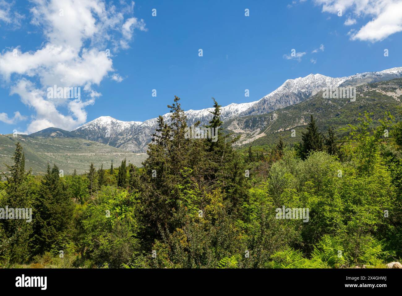 Snow capped peak of Mount Cika viewed through hillside forest trees ...