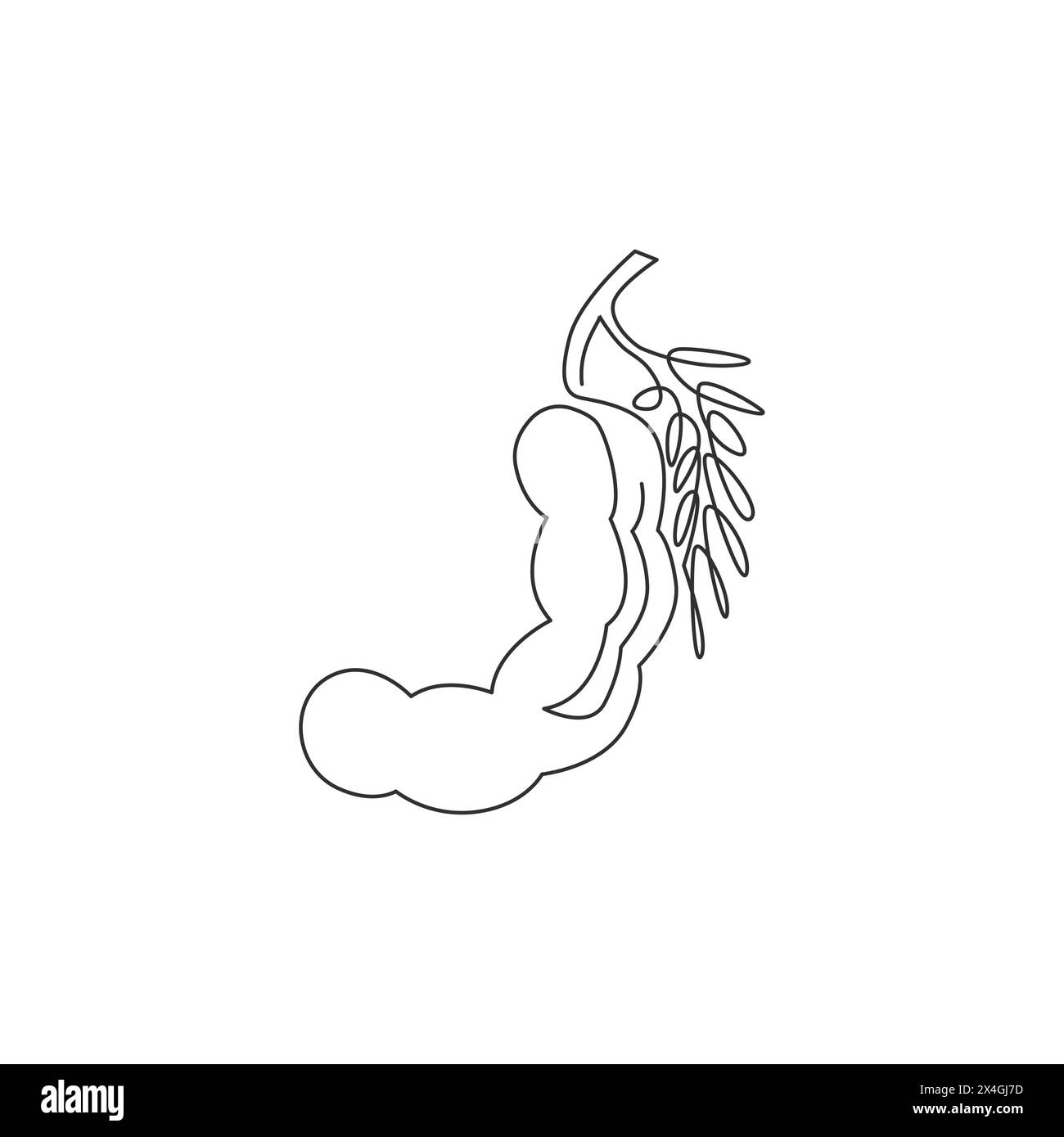 Tamarind Line Drawing Tamarind Drawing: Over 980 Royalty Free