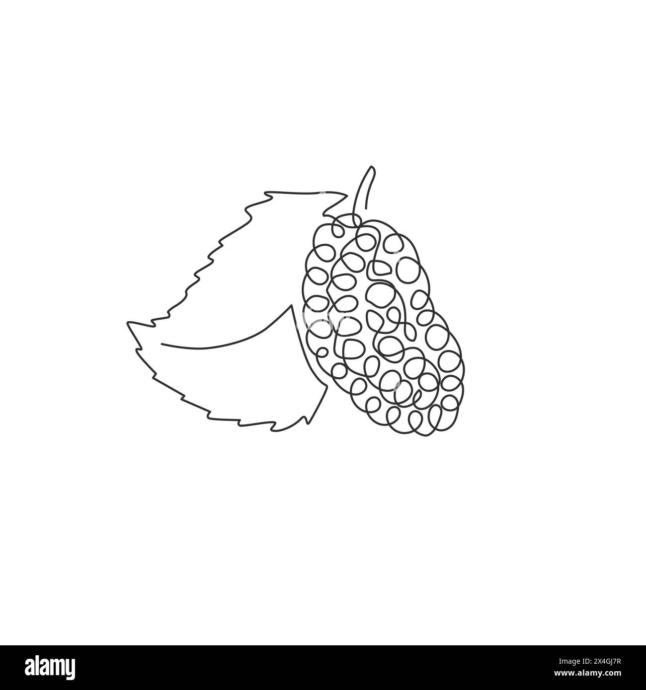 One single line drawing of whole healthy organic for orchard mulberry ...