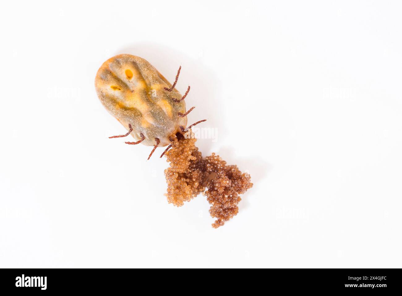 Macro - Big tick, full of blood, having eggs on the white background ...