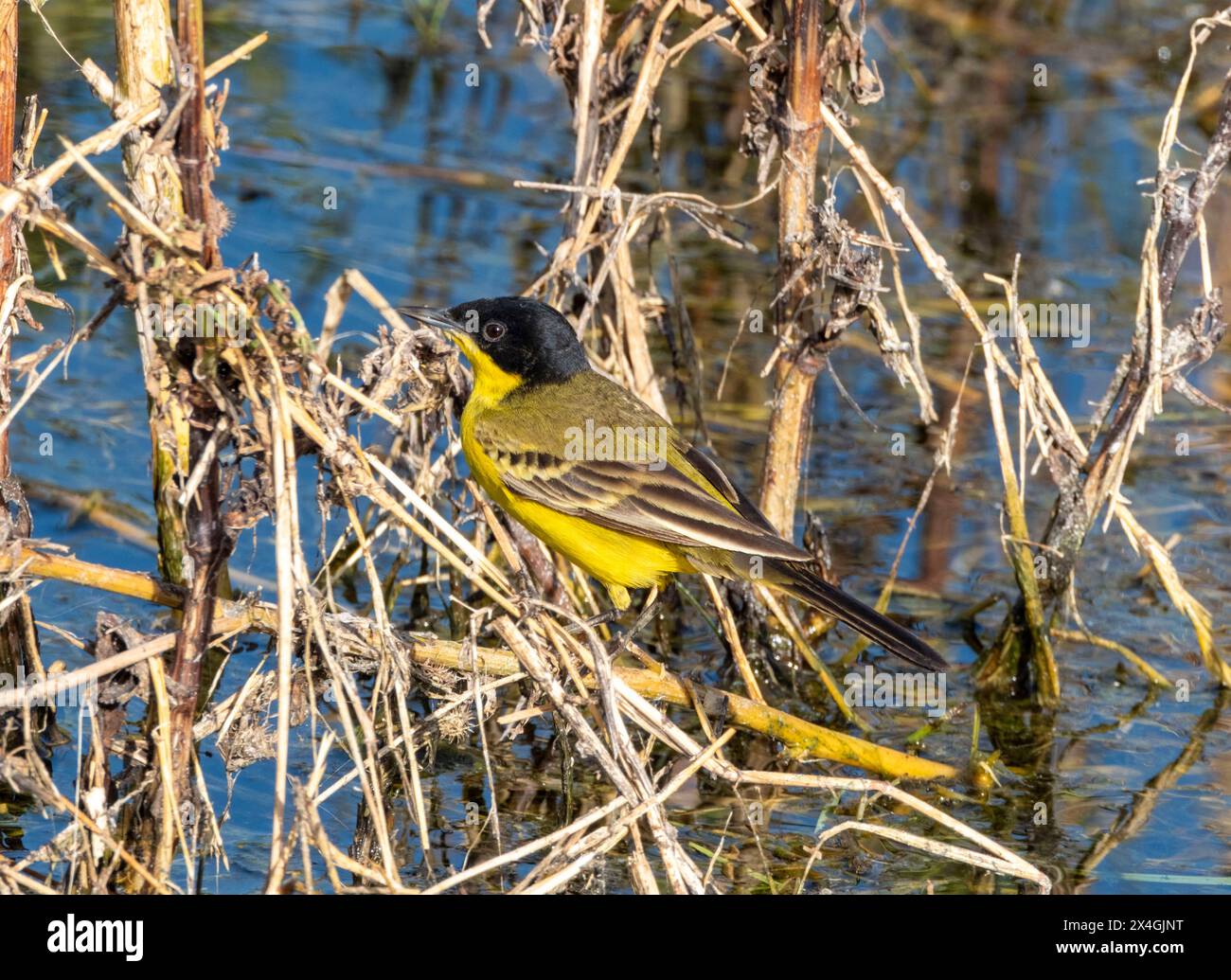 Western Western Yellow Wagtail (Motacilla flava) Agia Varvara, Cyprus ...