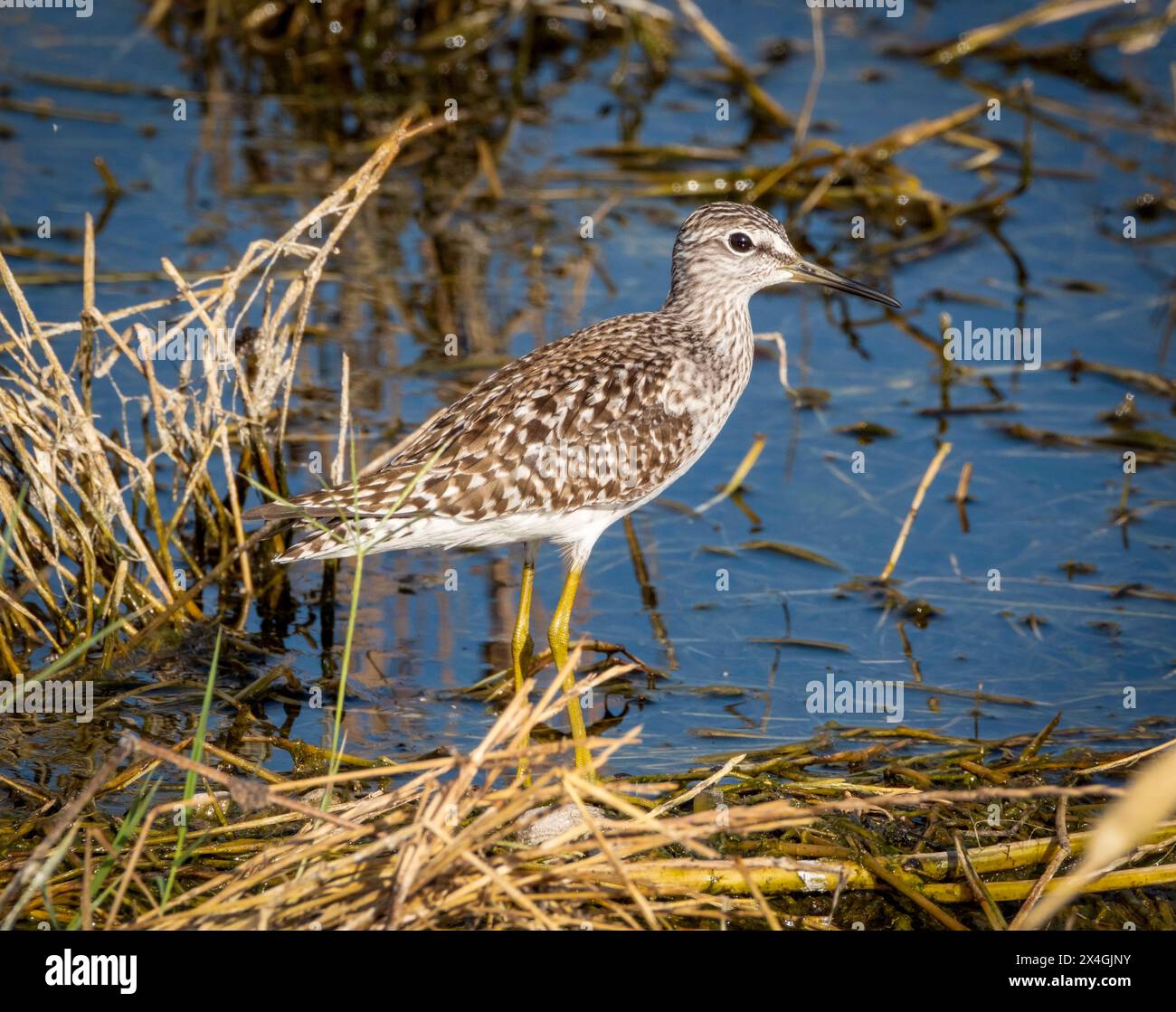 Wood sandpiper spring migration hi-res stock photography and images - Alamy