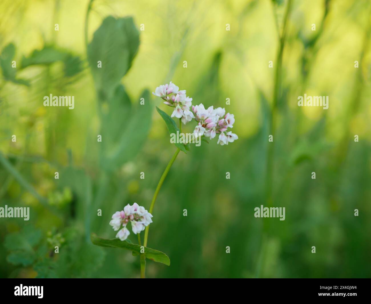 Fagopyrum esculentum buckwheat cover crop field bloom plant detail lacy ...