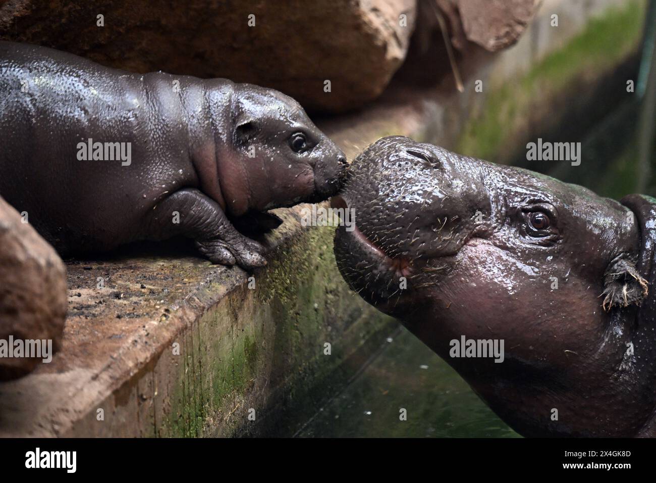 Duisburg, Germany. 03rd May, 2024. The several-week-old hippo cub ...