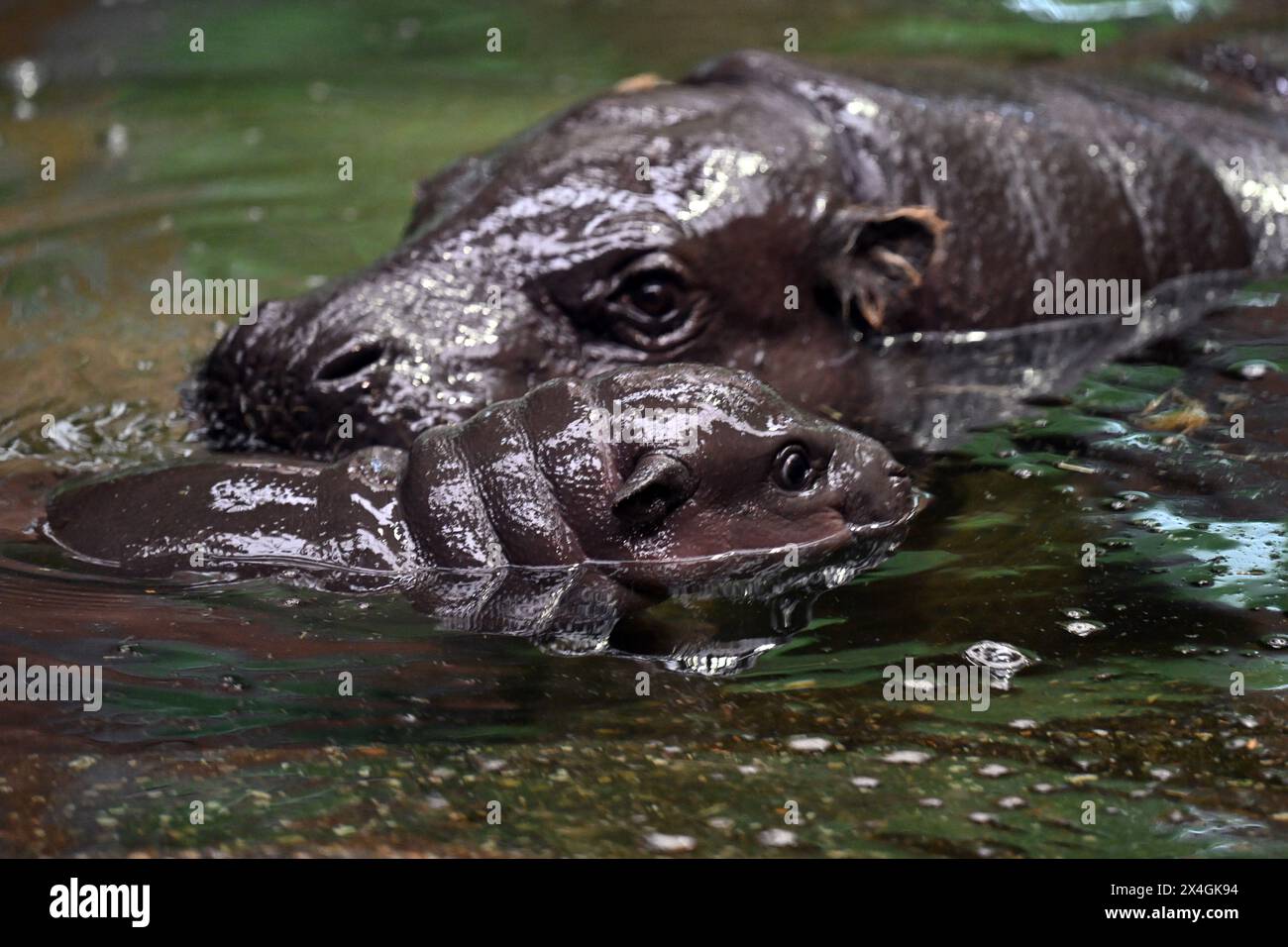 Duisburg, Germany. 03rd May, 2024. The several-week-old hippo cub ...