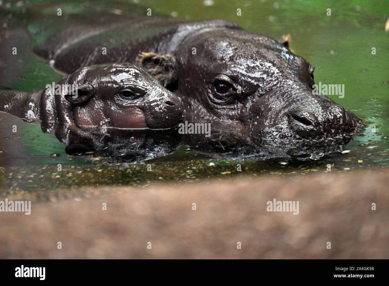 Duisburg, Germany. 03rd May, 2024. The several-week-old hippo cub ...