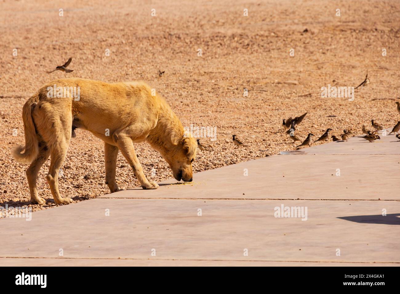 Wild, feral desert dog eating with flock of sparrows, Abu Simbel temple ...