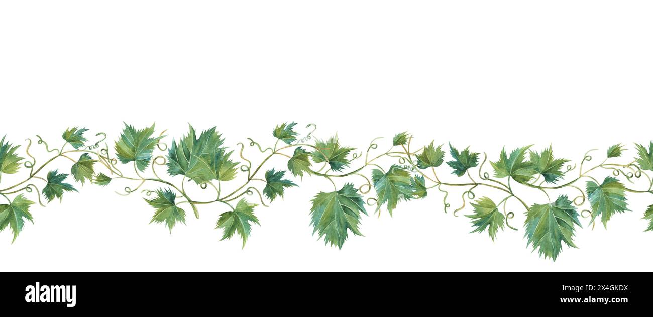 Seamless border of grapevine leaves. Banner of vine. Isolated ...