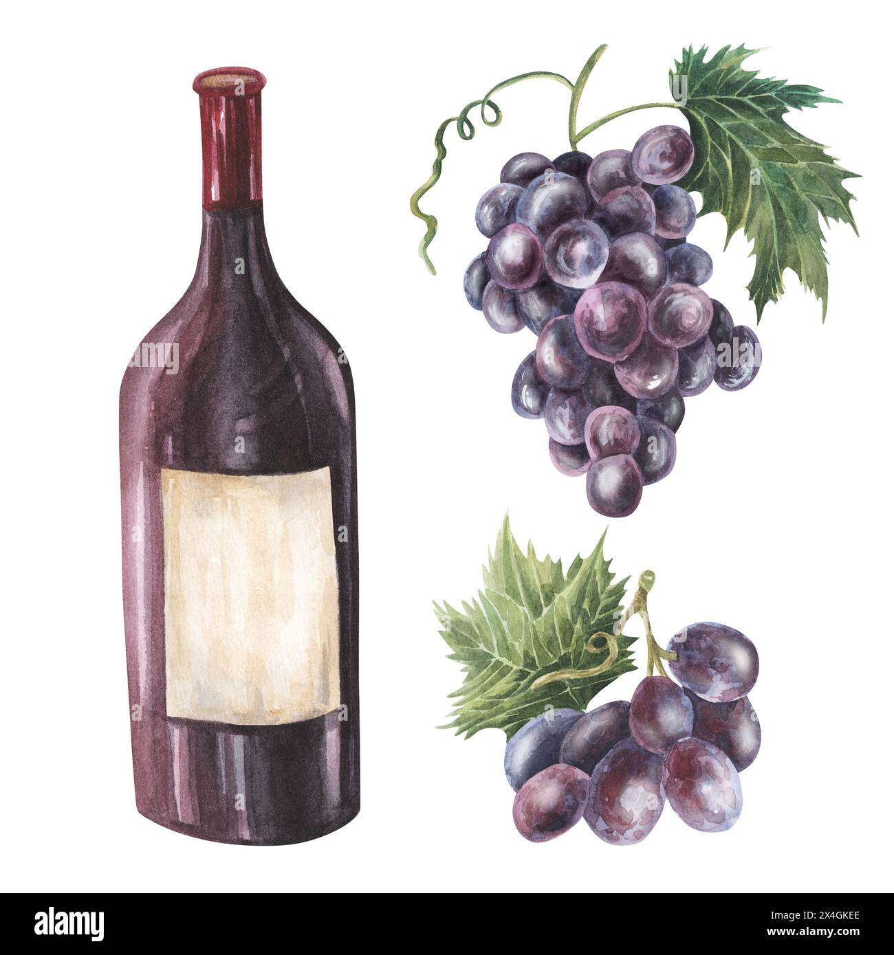 Wine bottle of red wine., grape. Han drawn watercolor illustration ...