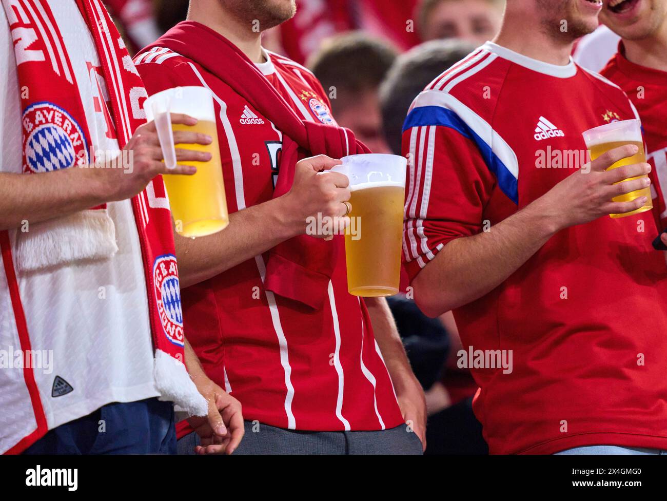 FCB fans with beer in the semi final match FC BAYERN MUENCHEN - REAL ...