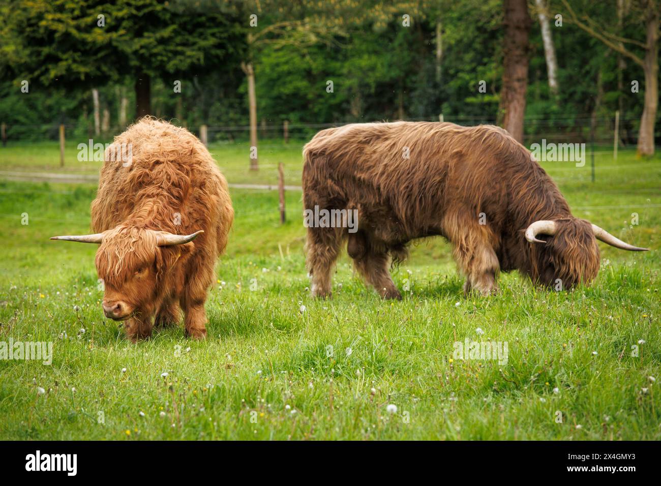 Gallowayrind hi-res stock photography and images - Alamy