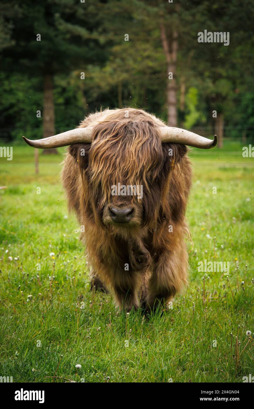 Galloway bull on a meadow in Worpswede, Lower Saxony, Germany. Galloway ...