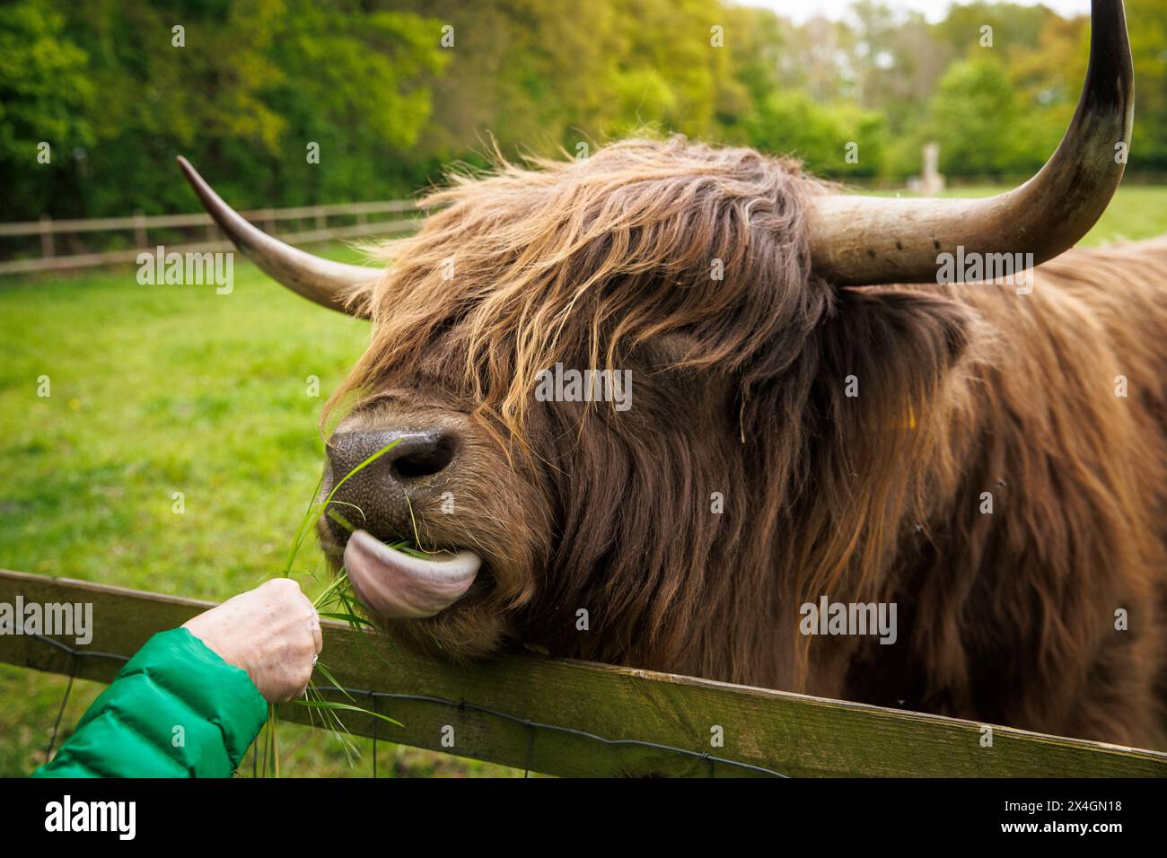 Fuetternde hand hi-res stock photography and images - Alamy