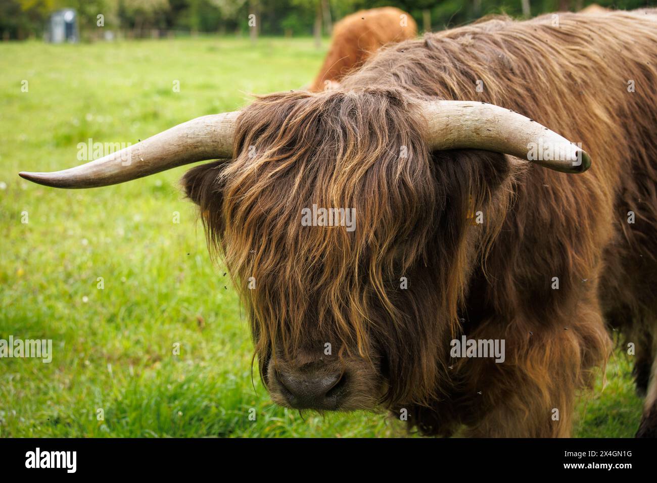 Galloway bull on a meadow in Worpswede, Lower Saxony, Germany. Galloway ...