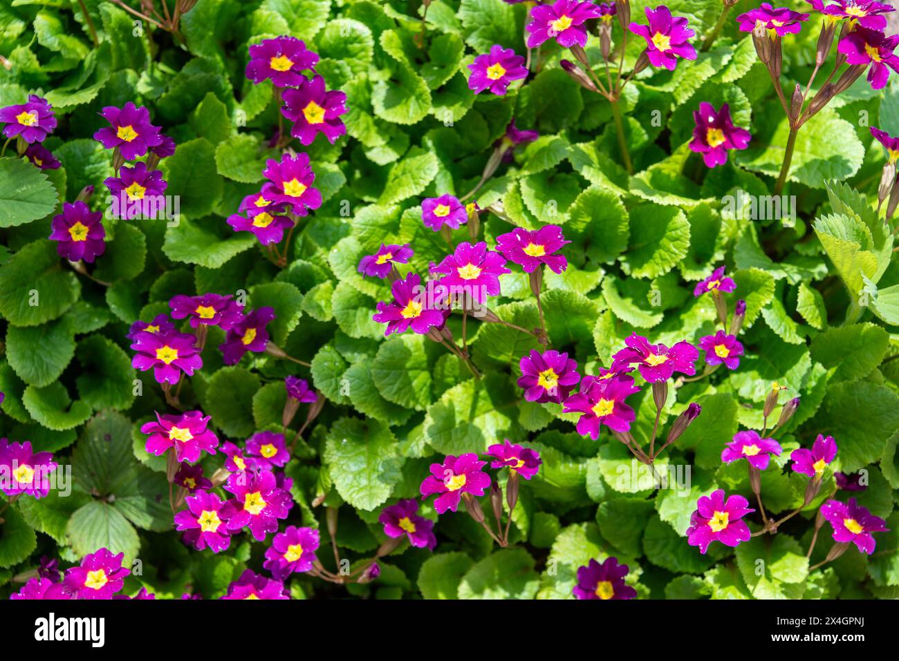 Background or texture of flowering violets with green leaves. Flower ...