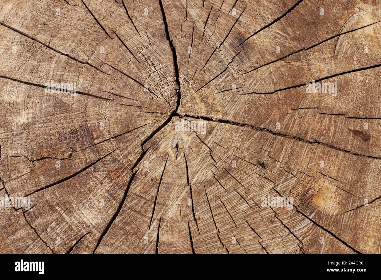 Cross section of tree Stock Photo - Alamy
