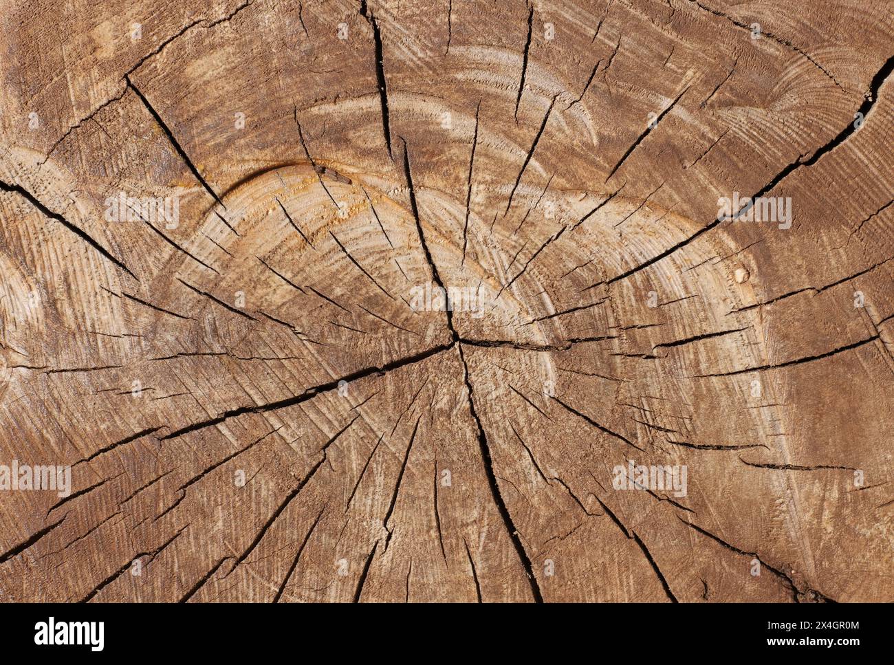 Cross section of tree Stock Photo - Alamy