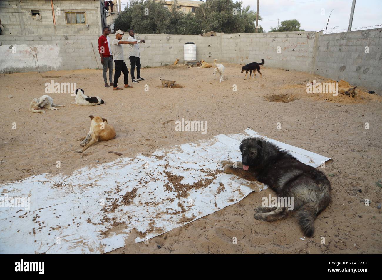 Founder of Sulala Animal Care, Said al-Ar feeds dogs at the backyard of ...