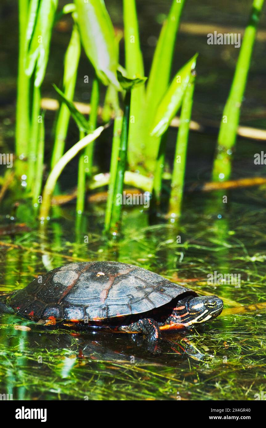 painted turtle in wetland habitat Stock Photo - Alamy