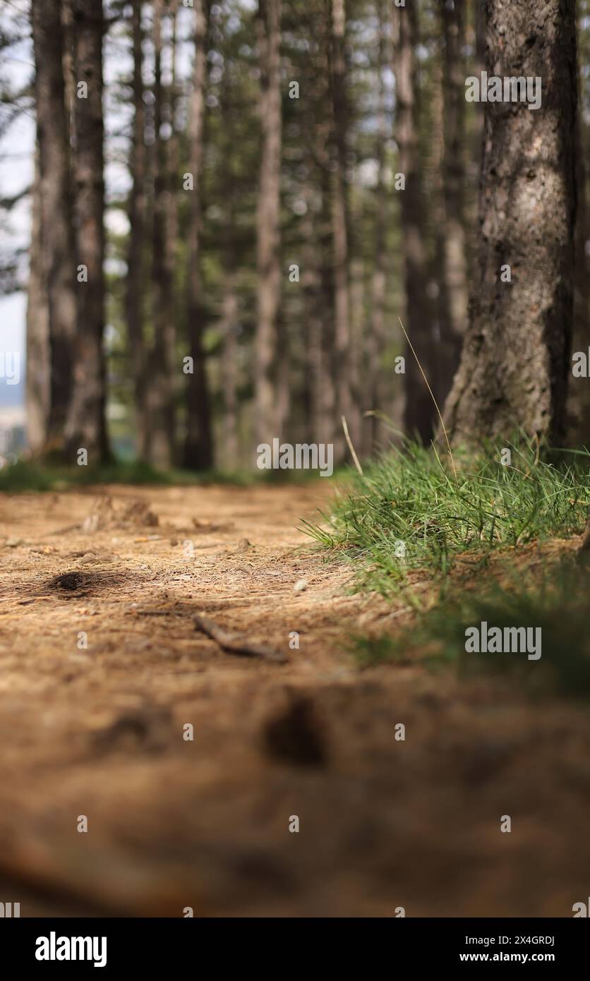 Footpath in the woods Stock Photo - Alamy